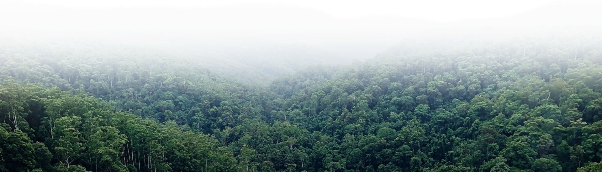 Home - Canopy Planet Foundation