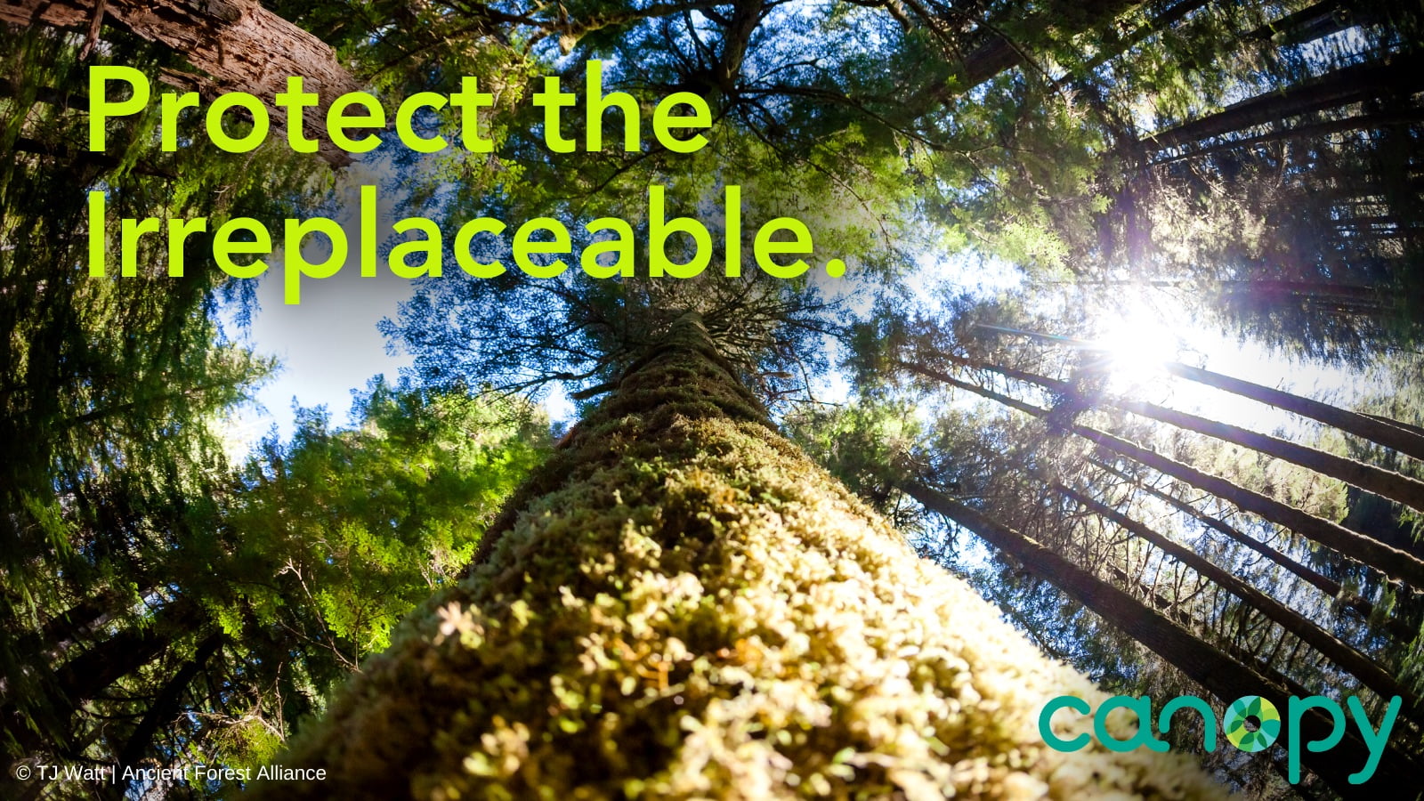 Home - Canopy Planet Foundation